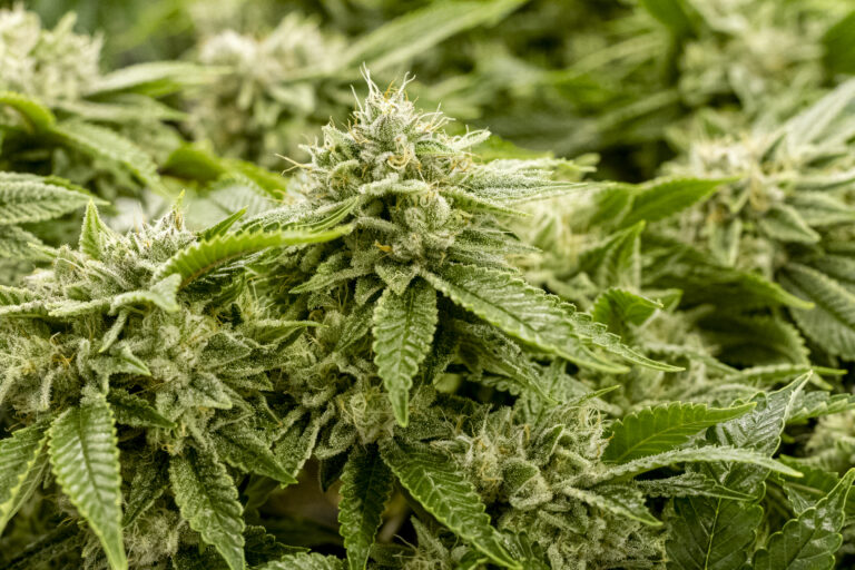 Avexia Products - Take Your Self-Care Higher - Verano